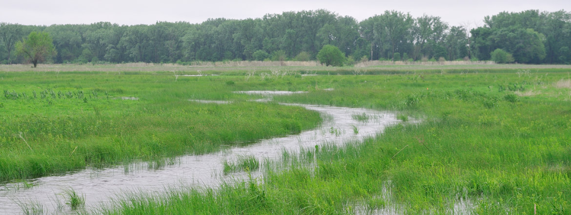 Wetlands Ecosystems (Part 1): Bacteria and fungi in wetlands - Solen